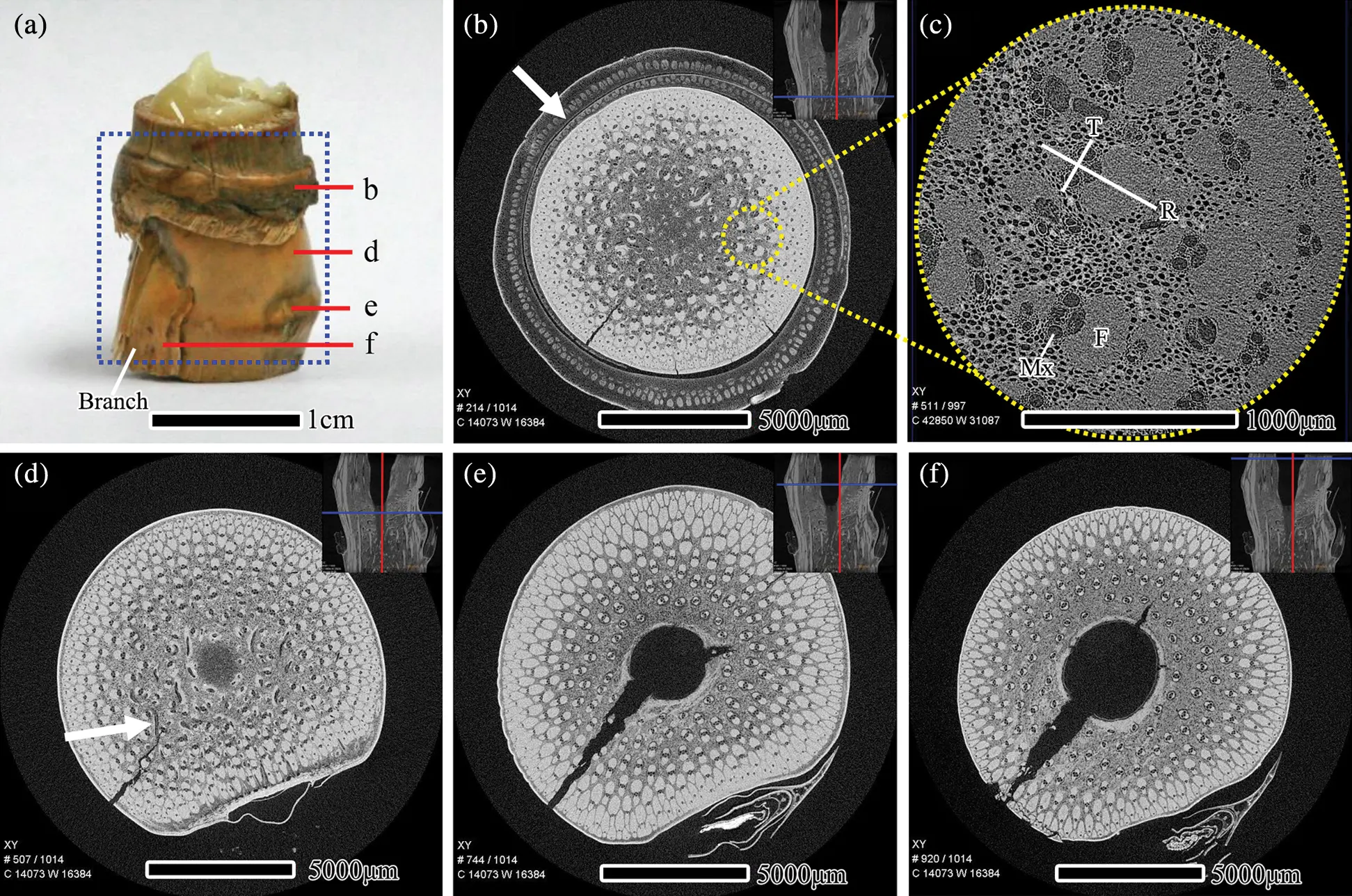 Visualizing Complex Anatomical Structure in Bamboo Nodes Based on X-ray ...