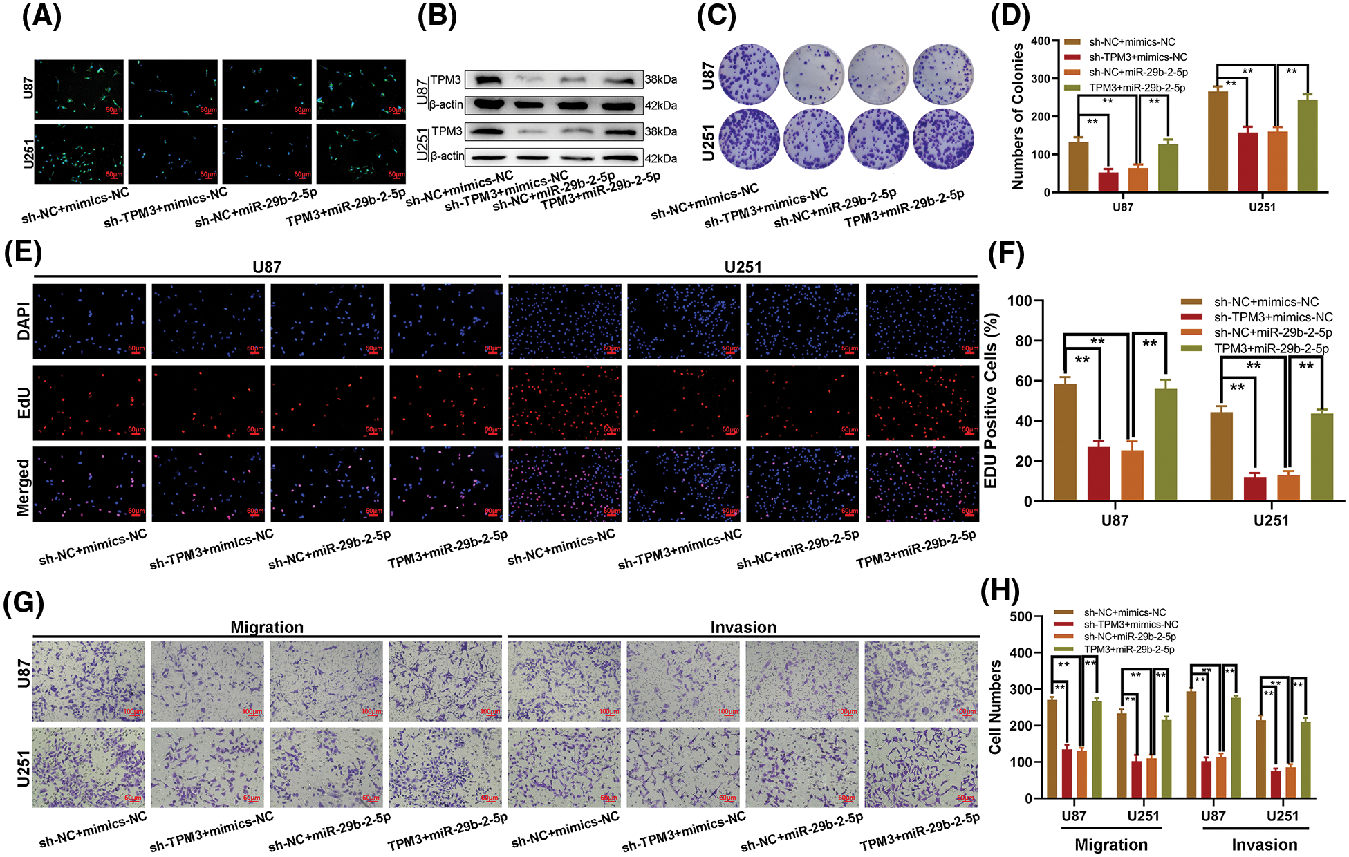 Or Free Full Text Lncrna Wee2 As1 Knockdown Inhibits The