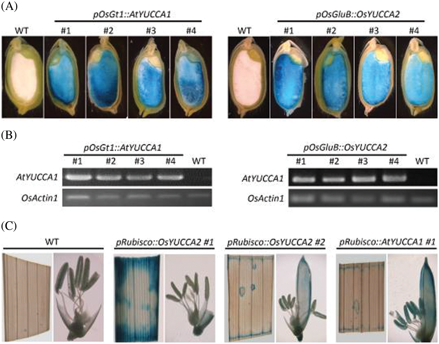 PHYTON | Free Full-Text | The Endosperm-Specific Expression of YUCCA ...