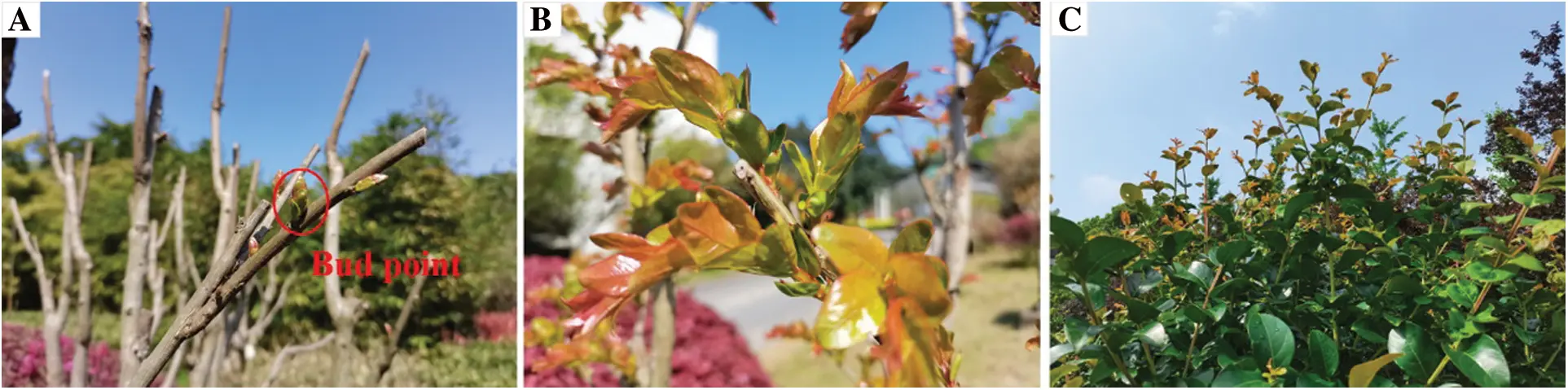 PHYTON | Free Full-Text | Observation on Flower Bud Differentiation of ...