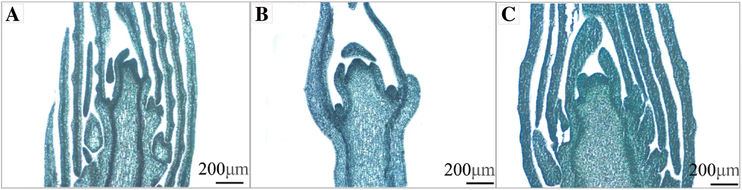 PHYTON | Free Full-Text | Observation on Flower Bud Differentiation of ...