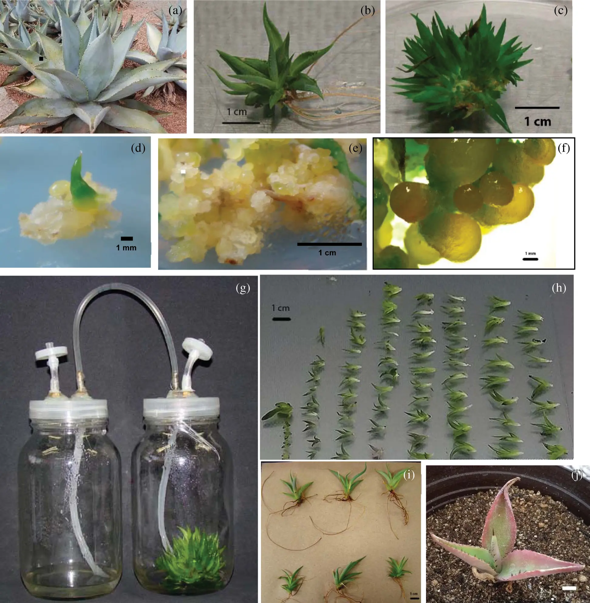 In Vitro Propagation of Agave guiengola Gentry Using Semisolid Medium ...