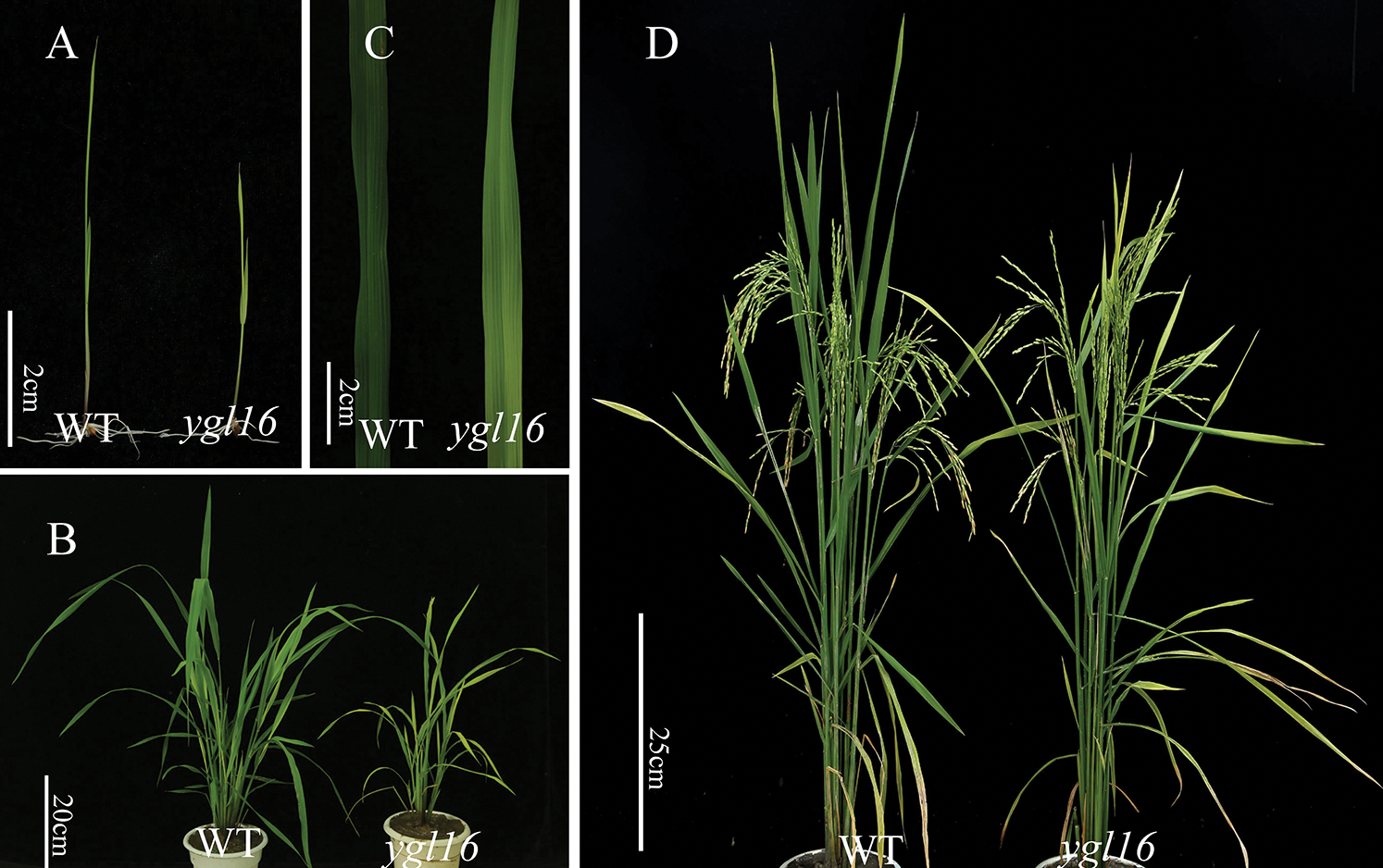 Characterization and Candidate Gene Analysis of the Yellow-Green Leaf Mutant ygl16 in Rice ...