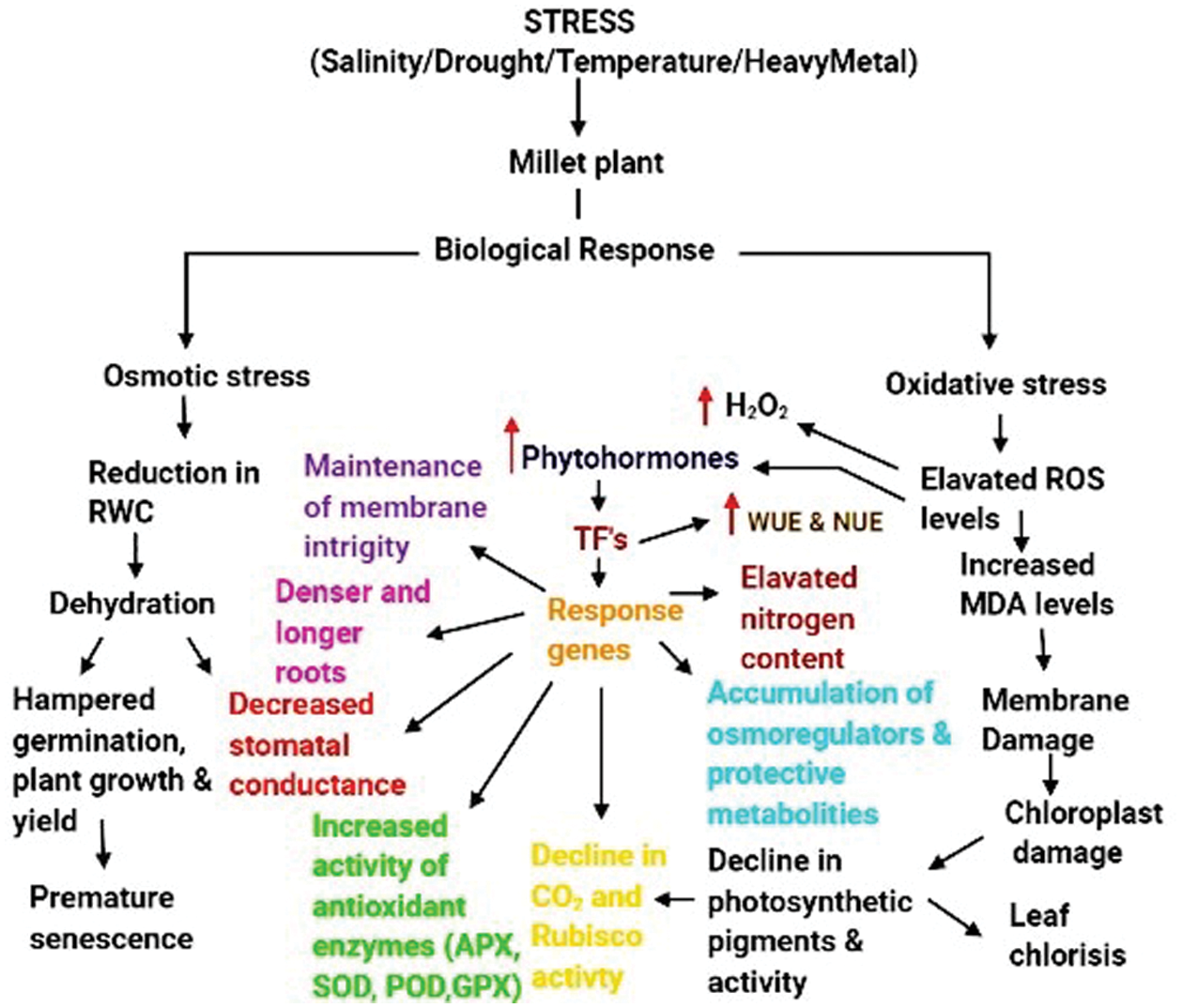 Morpho-Physiological, Biochemical and Molecular Adaptation of Millets to Abiotic Stresses: A Review