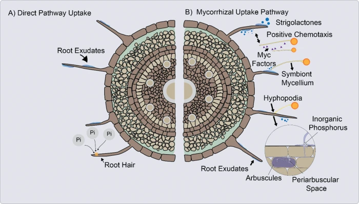 Mycorrhizae Cross Section