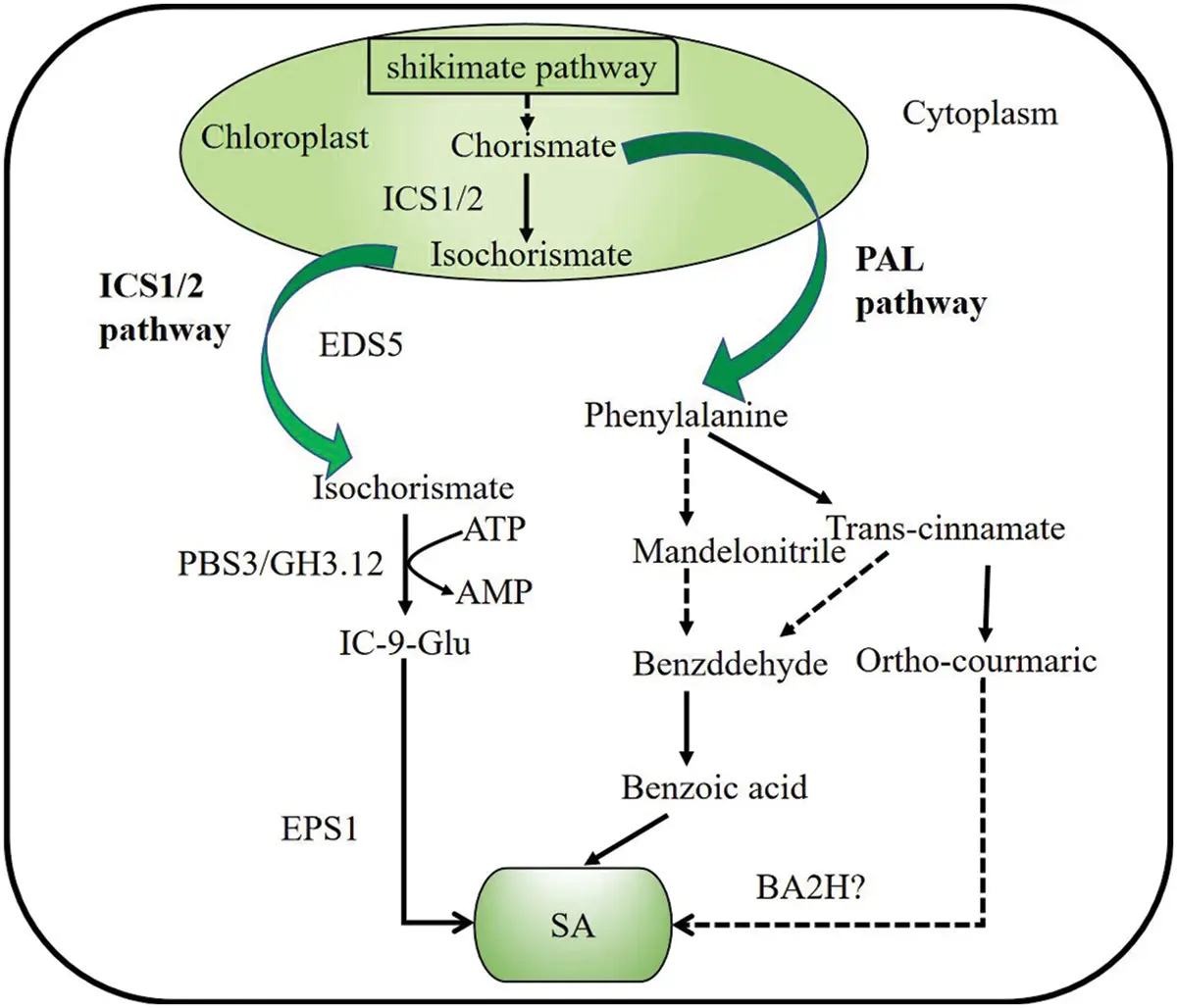 PHYTON | Free Full-Text | The Role of Salicylic Acid Signal in Plant ...