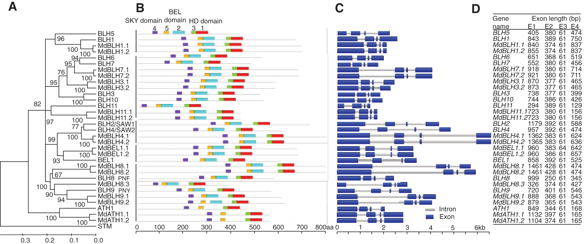 Genome-Wide Identification, Expression Profiling and Protein-Protein ...