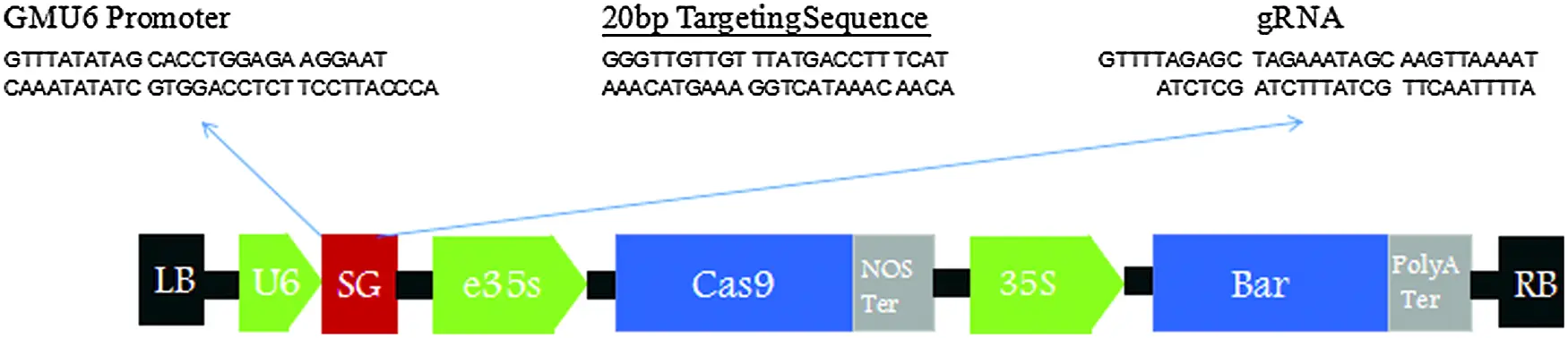 Construction and Functional Analysis of CRISPR/Cas9 Vector of FAD2 Gene ...