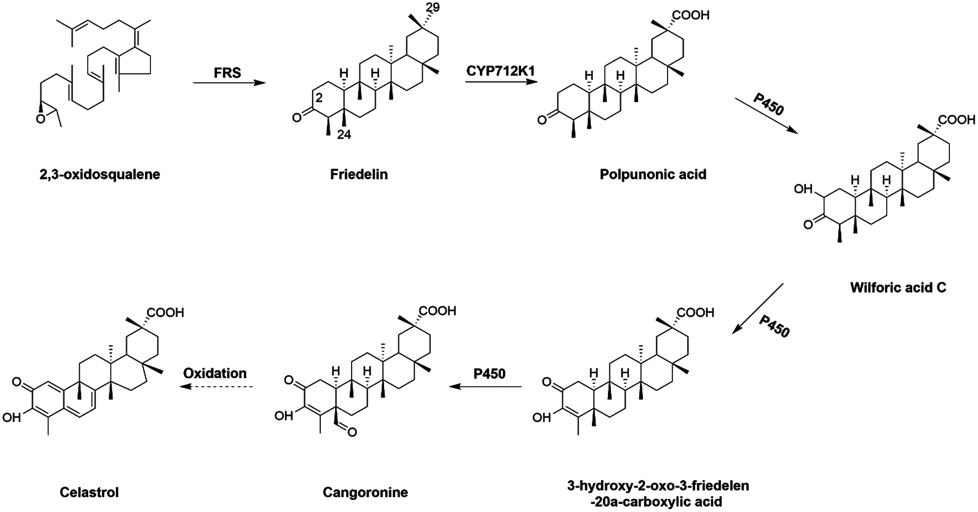 Identification of Genes Involved in Celastrol Biosynthesis by ...