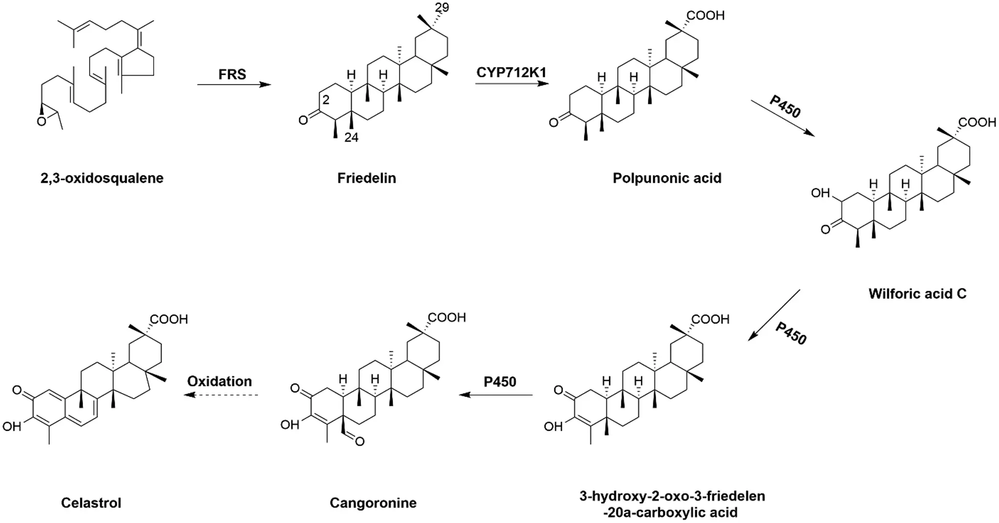 Identification of Genes Involved in Celastrol Biosynthesis by ...