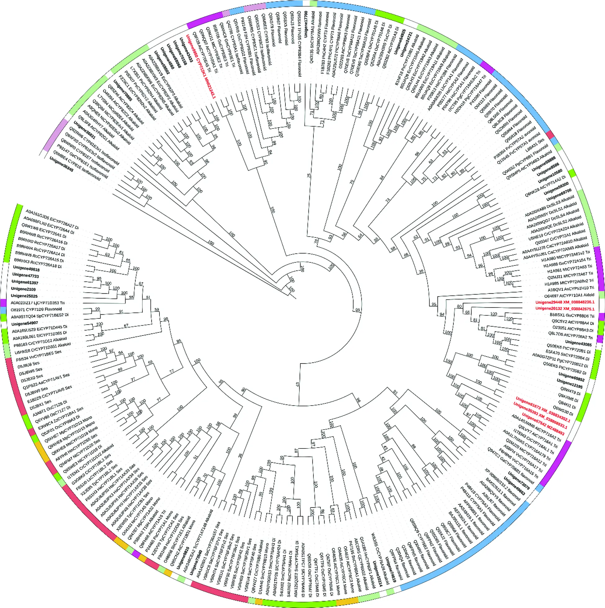 Identification of Genes Involved in Celastrol Biosynthesis by ...