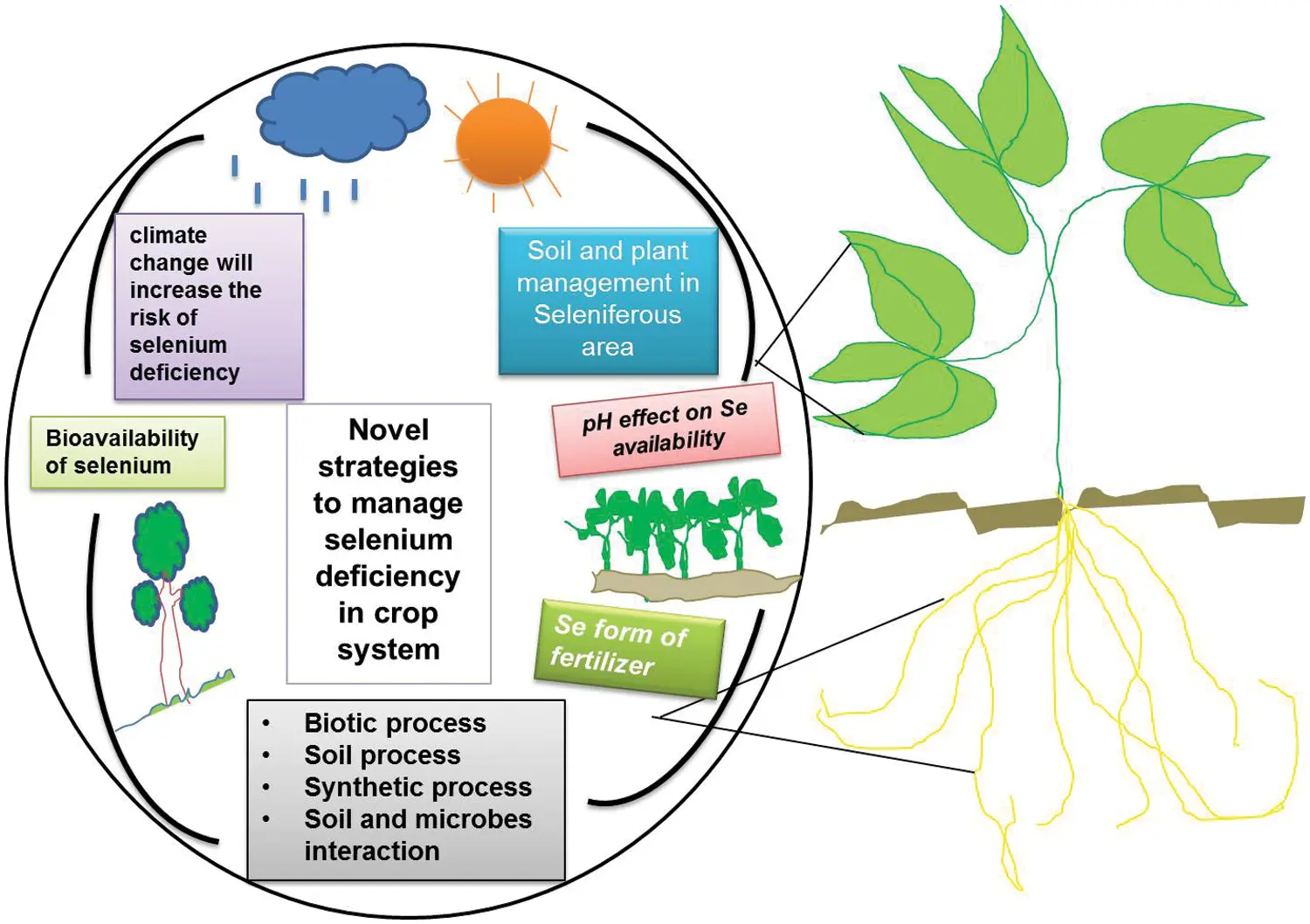 Recent Developments to Mitigate Selenium Deficiency in Agricultural Eco ...
