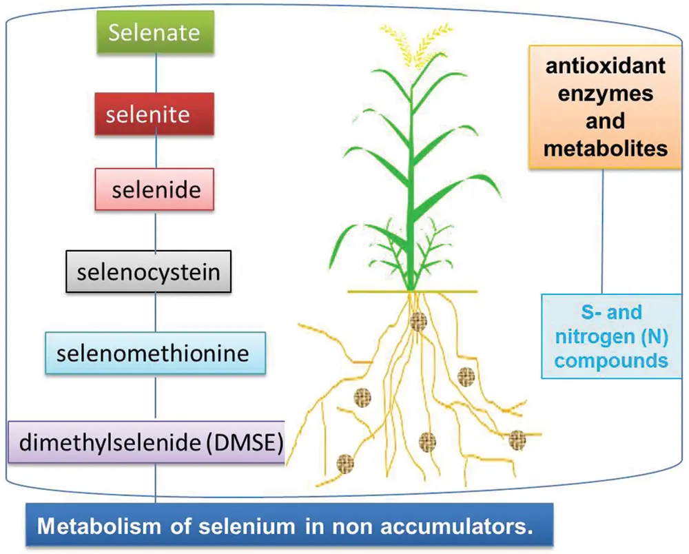 Recent Developments to Mitigate Selenium Deficiency in Agricultural Eco ...
