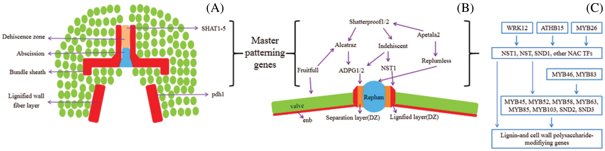 Formation Mechanism and Occurrence Law of Pod Shattering in Soybean: A ...