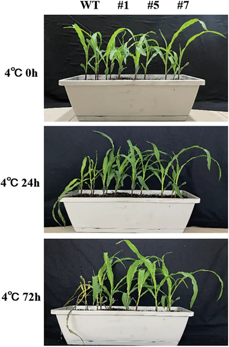 Development of a New Cold-Tolerant Maize (Zea mays L.) Germplasm Using ...