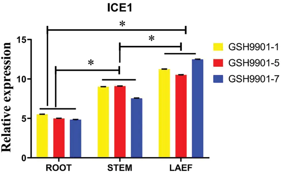 Development of a New Cold-Tolerant Maize (Zea mays L.) Germplasm Using ...