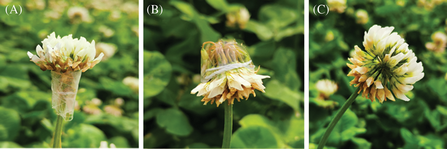 Changes in Florets’ Vertical Direction within Inflorescence Affects ...