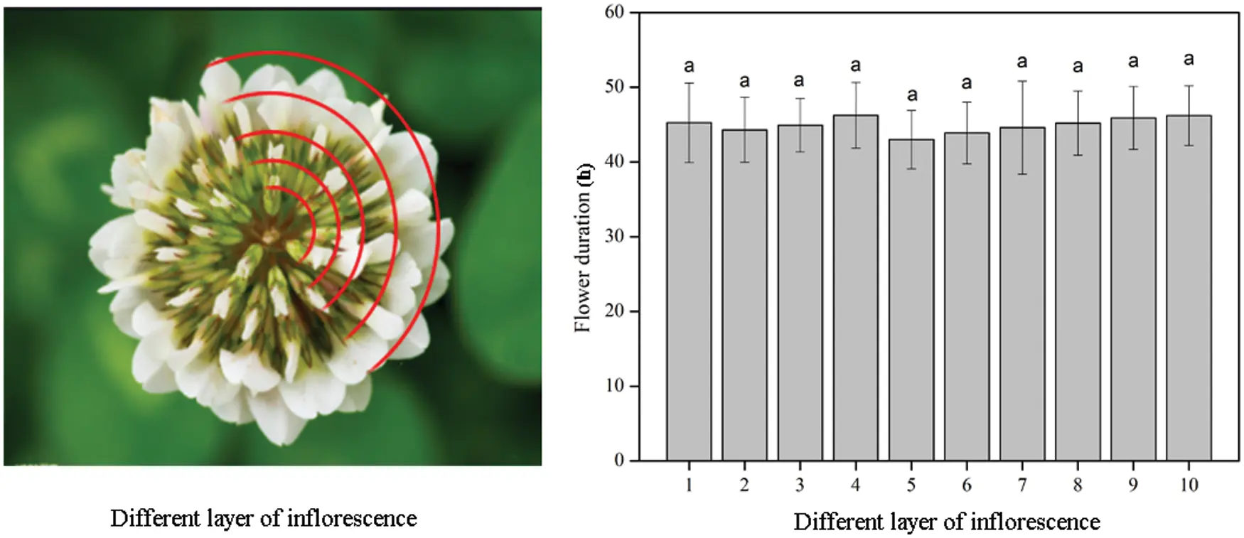 Changes in Florets’ Vertical Direction within Inflorescence Affects ...