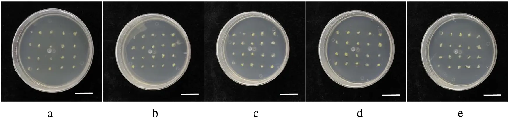 Optimization of Callus Induction Conditions from Immature Embryos of ...