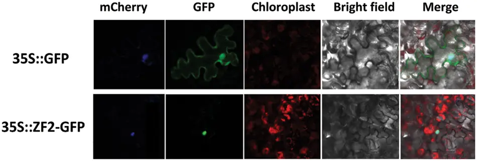 PHYTON | Free Full-Text | Chickpea C2H2-Type Zinc Finger Protein ZF2 is a Positive Regulator in ...