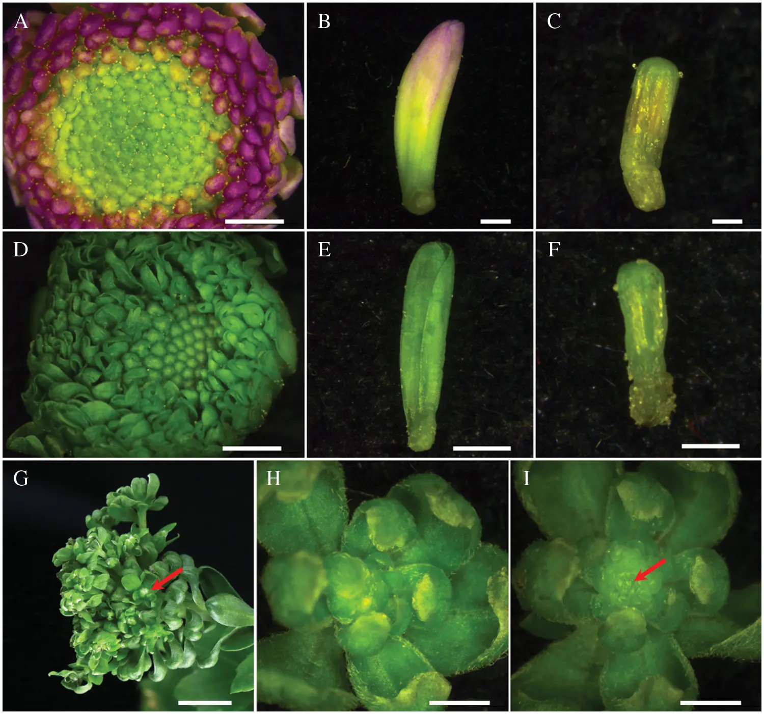 PHYTON | Free Full-Text | B Class Floral Homeotic Genes are Involved in ...