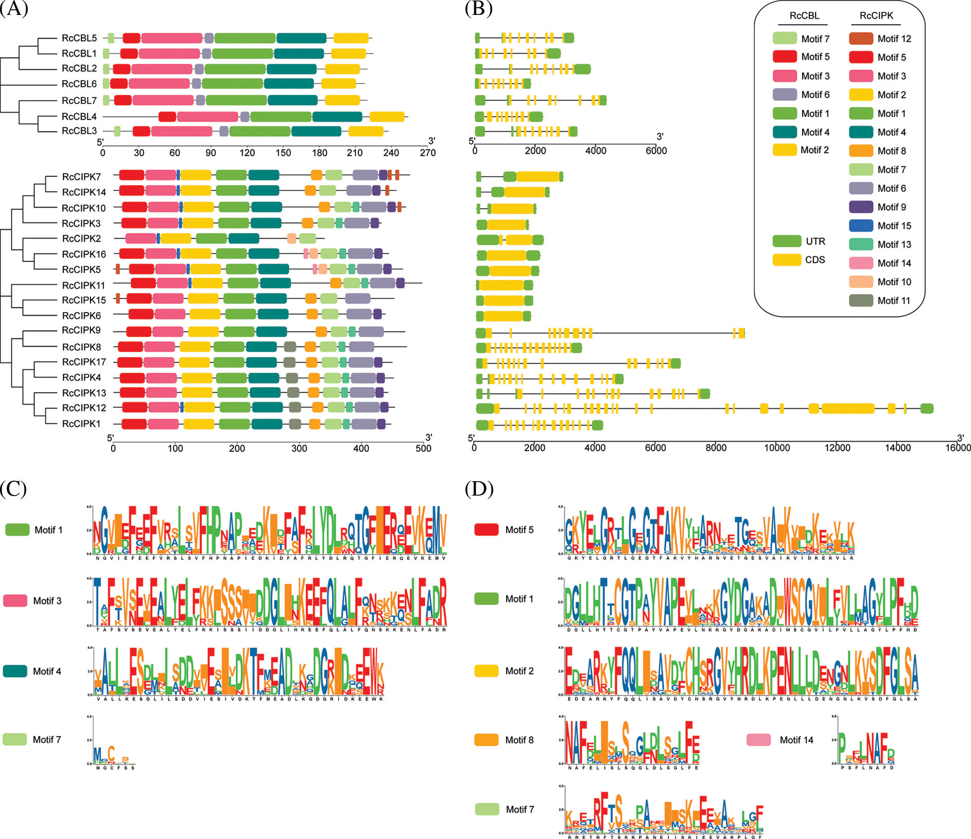 PHYTON | Free Full-Text | Genome Wide Characterization of CBL-CIPK ...