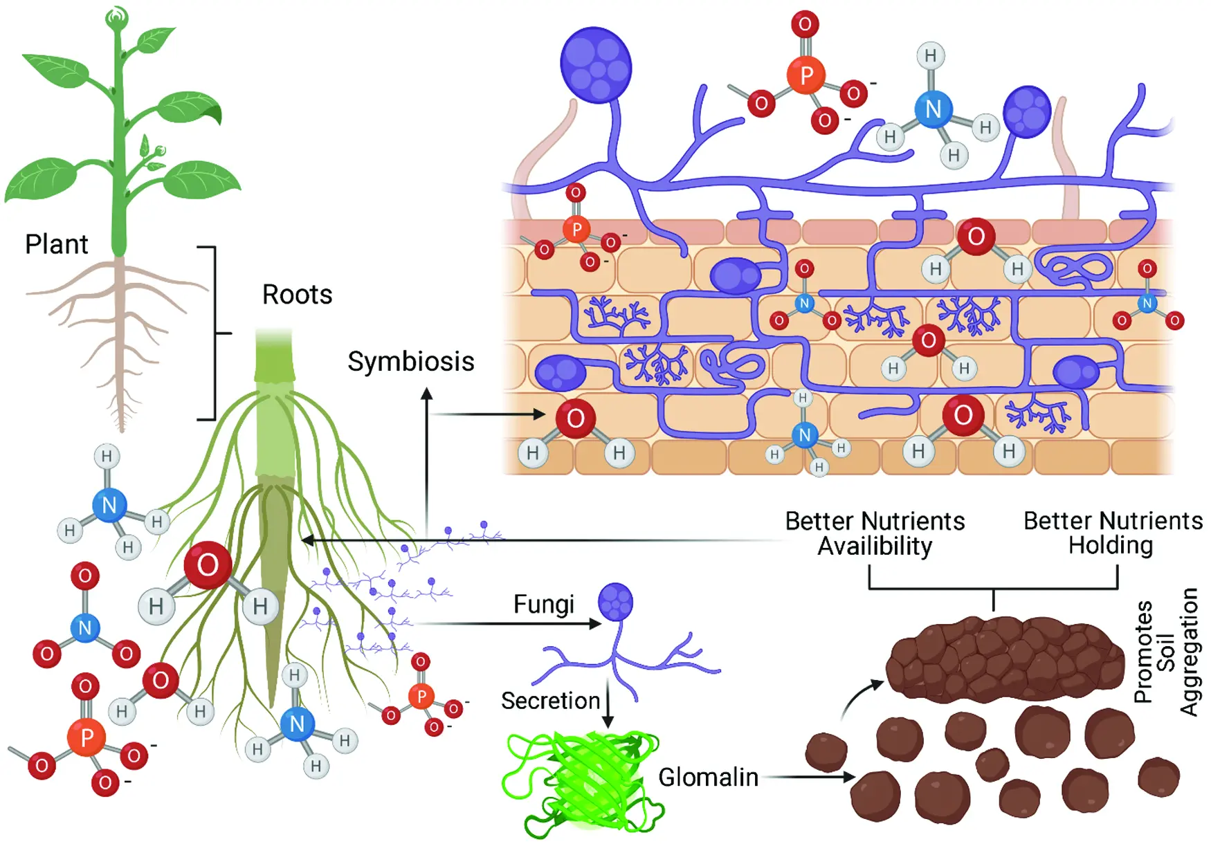 Mycorrhiza and Phosphate Solubilizing Bacteria: Potential Bioagents for Sustainable Phosphorus ...