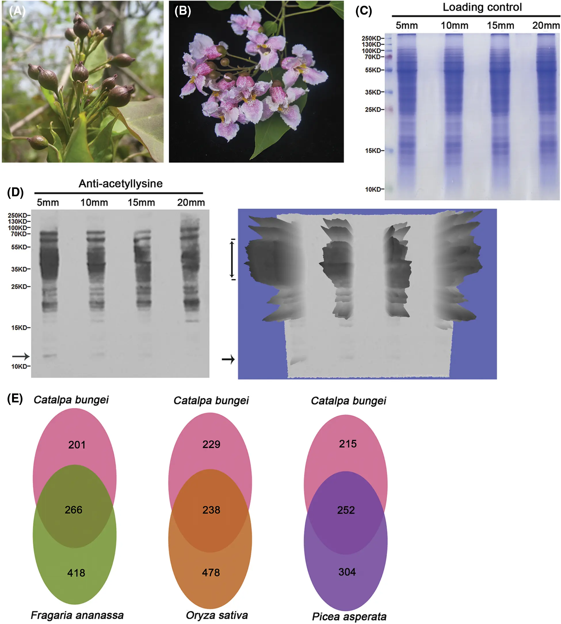 Global Lysine Acetylome Analysis of Flower bud Development in Catalpa ...