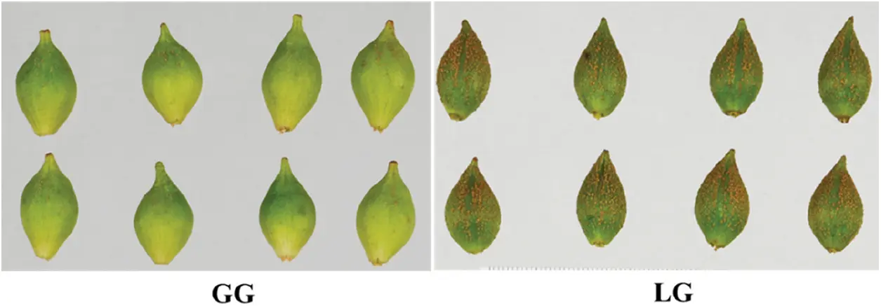 Metabolomics Analysis of Metabolites in Forsythia suspense Fruit Using ...