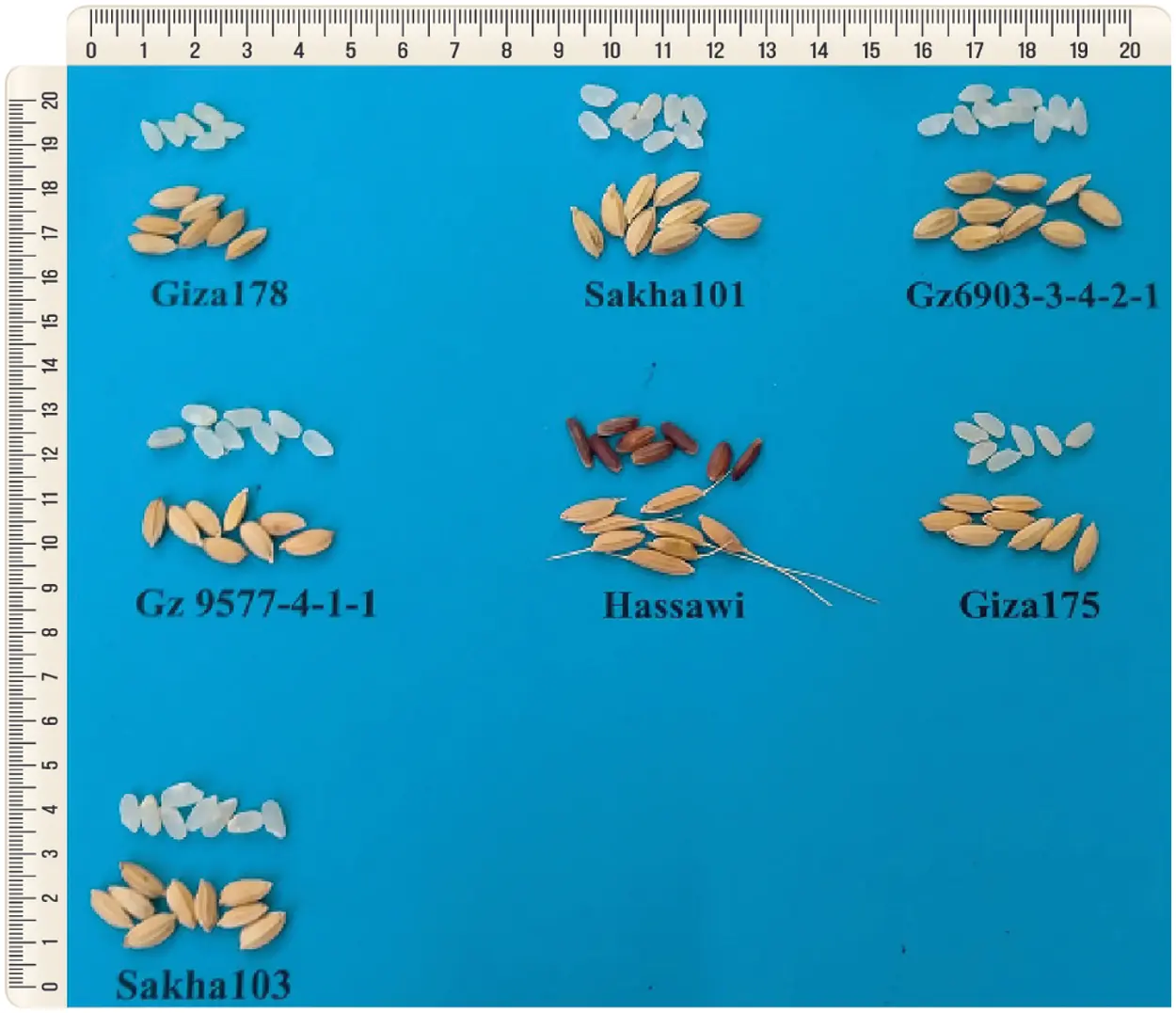 Rice (Oryza sativa L.) Breeding among Hassawi Landrace and Egyptian ...