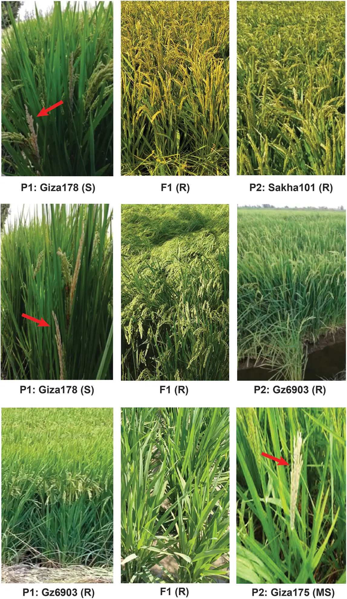 Rice (Oryza sativa L.) Breeding among Hassawi Landrace and Egyptian ...
