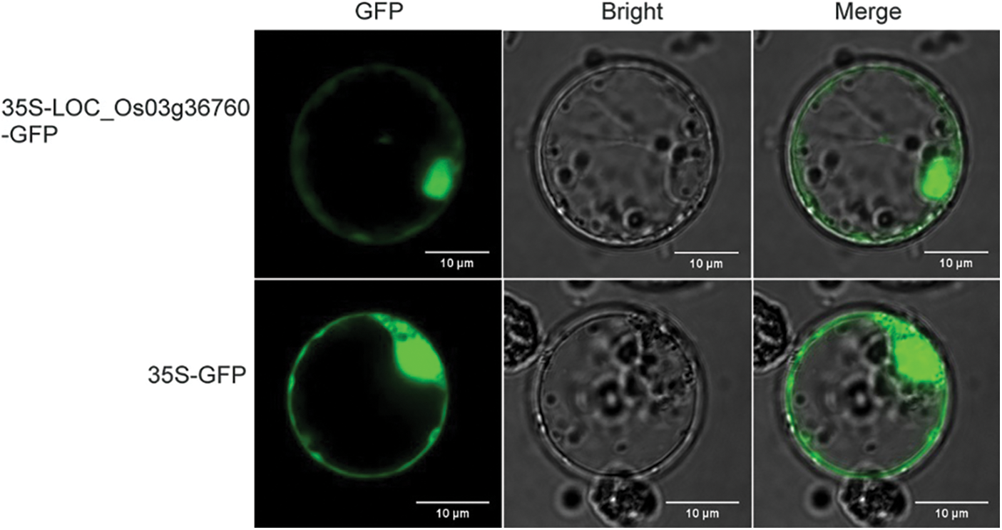 Identification and Characterization of a Novel Yellow Leaf Mutant yl1 ...