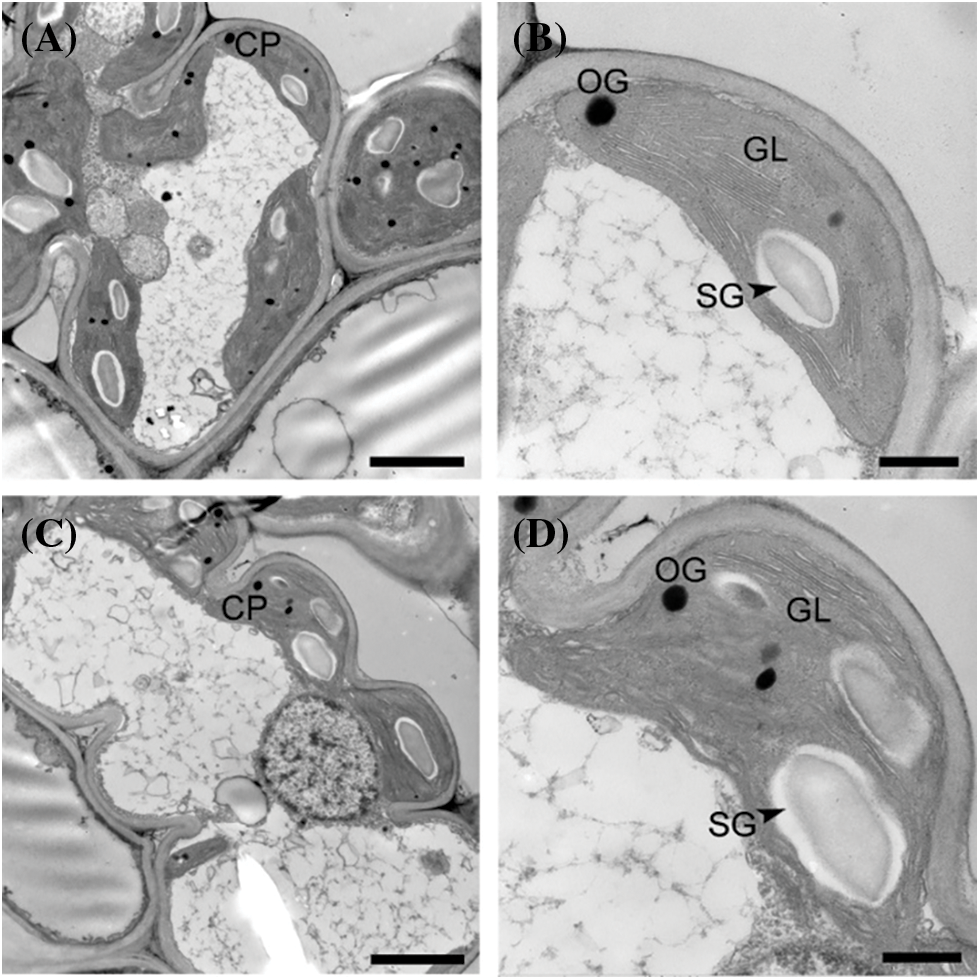 Identification and Characterization of a Novel Yellow Leaf Mutant yl1 ...