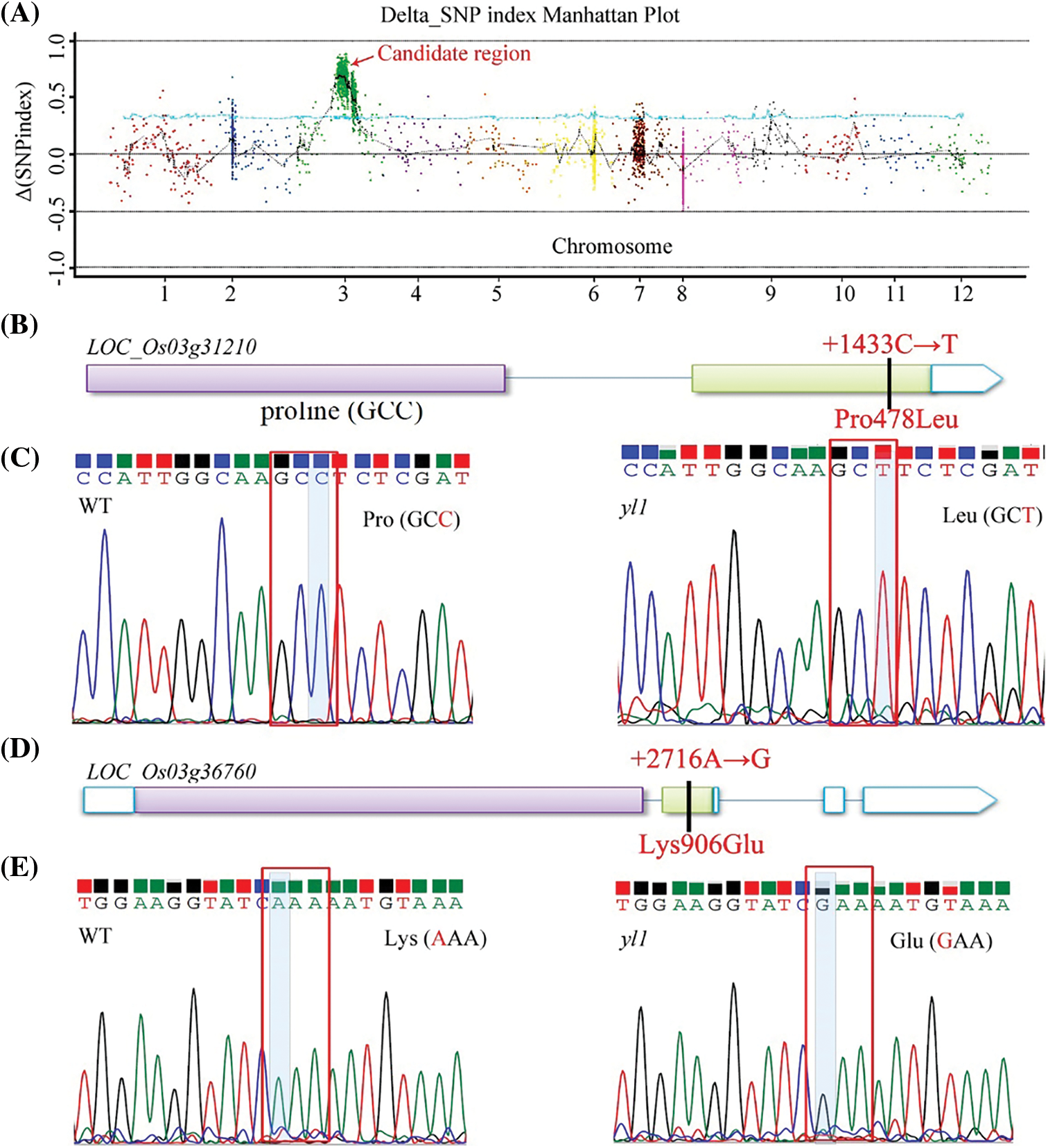 Identification and Characterization of a Novel Yellow Leaf Mutant yl1 ...