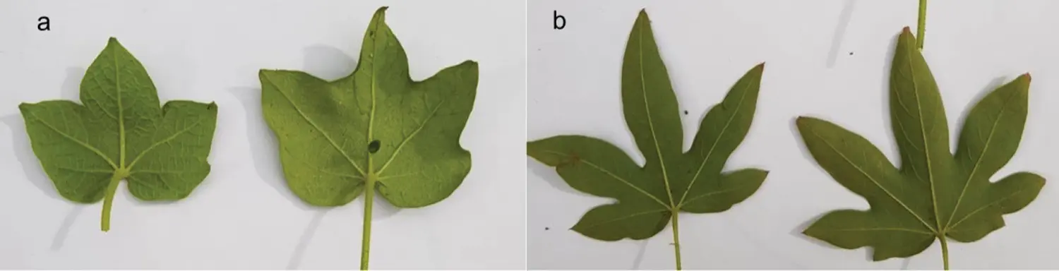 Identification, Isolation and Characterization of GaCyPI Gene in ...