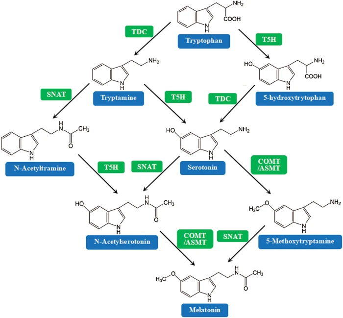 Melatonin Synthesis