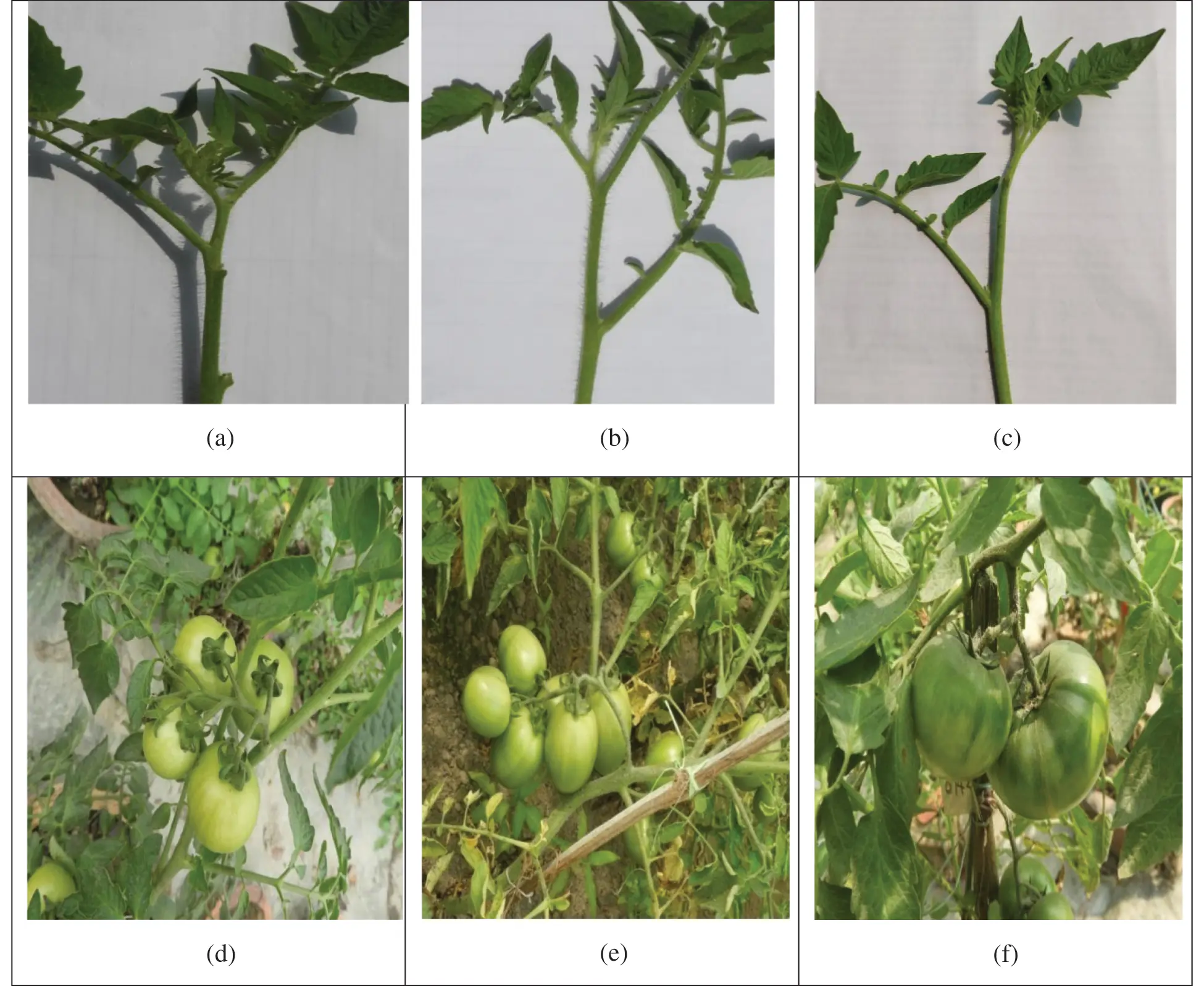 Breeding Potential of Some Exotic Tomato Lines: A Combined Study of ...
