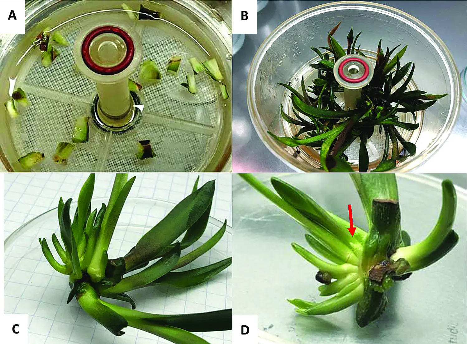 In Vitro-Propagation of Agave tequilana Weber cv. azul in a Temporary ...